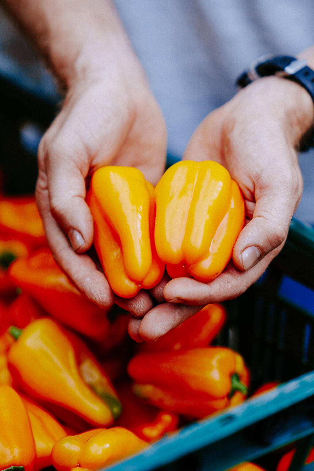 Tatayoyo - Kwekerij Roodpunt