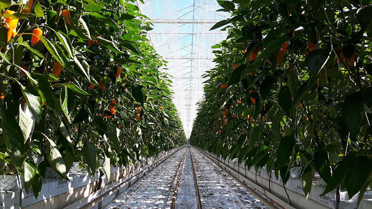 Kwekerij Roodpunt - Kwekerij Roodpunt