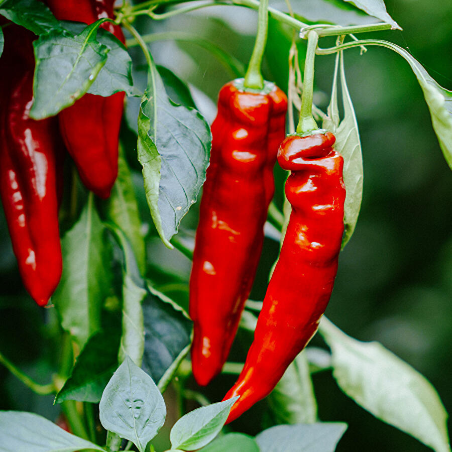 Sweet Palermo / Sweet Pointed Pepper - Kwekerij Roodpunt