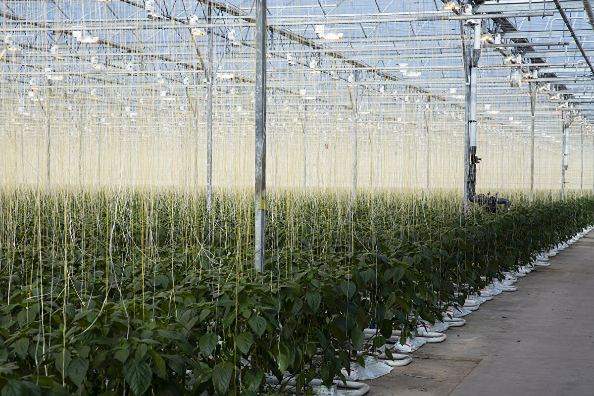 Onze locaties - Kwekerij Roodpunt