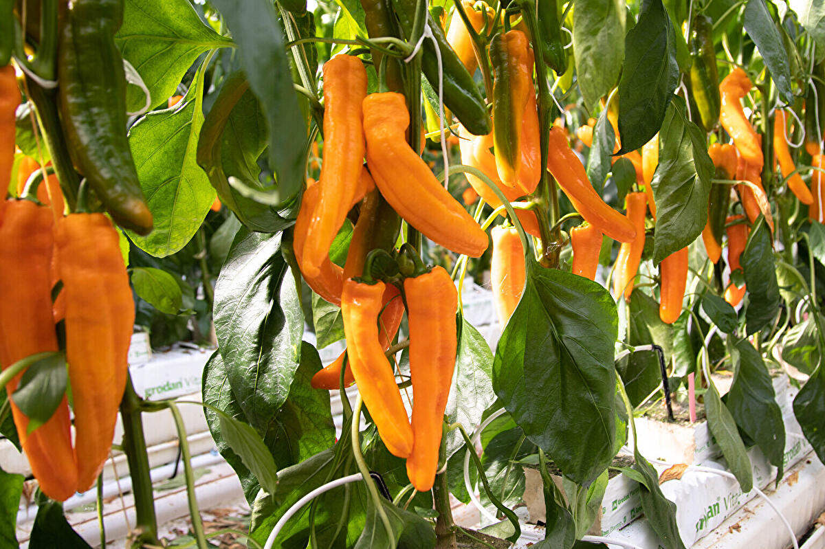 Crunchino - Kwekerij Roodpunt